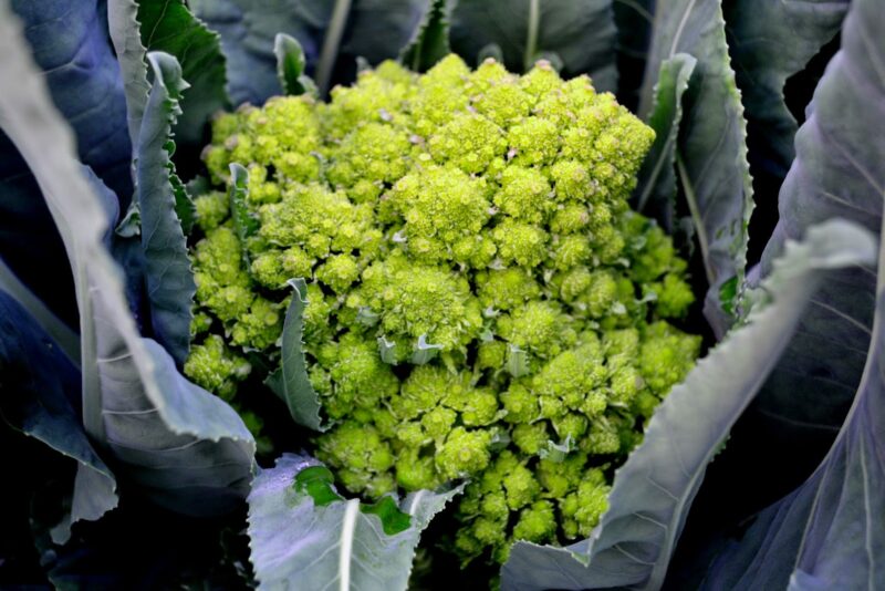 10 Cabbage Varieties and How To Use Them – Sara's Kitchen Garden