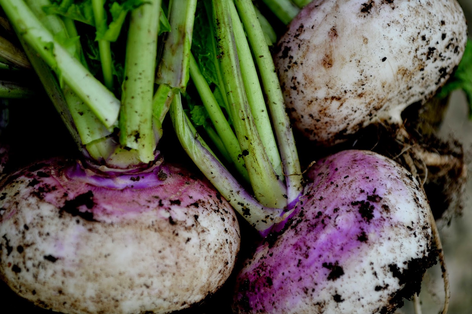 majrova - Sara Bäckmo