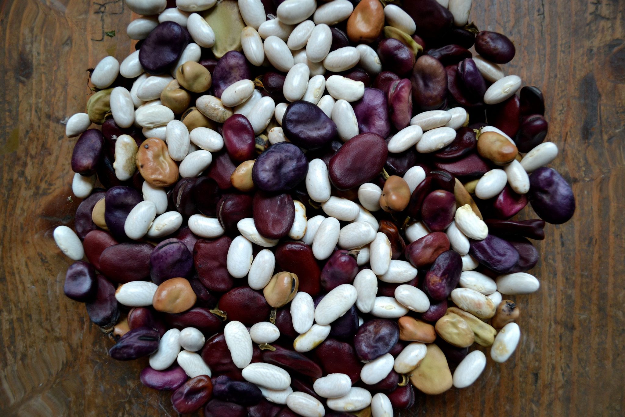 Guide: Planting and growing beans - Sara Bäckmo