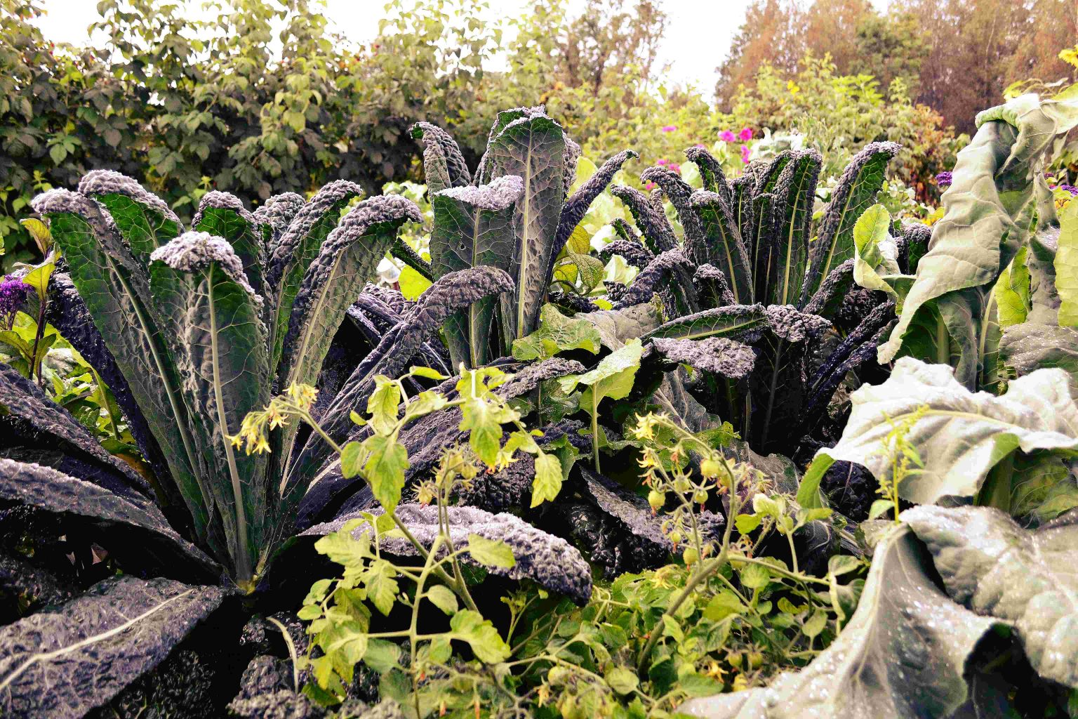 10 Cabbage Varieties and How To Use Them – Sara's Kitchen Garden