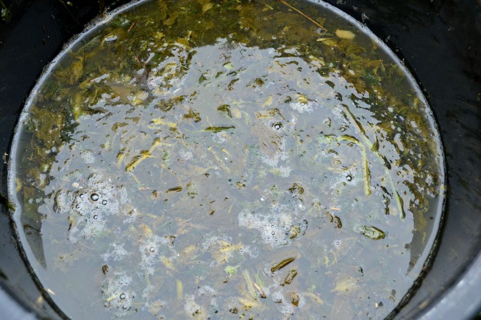 Garden DIY: Fertilize with nettle water – Sara's Kitchen Garden