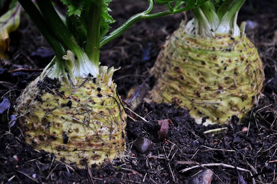 Growing delicious celeriac – Sara's Kitchen Garden