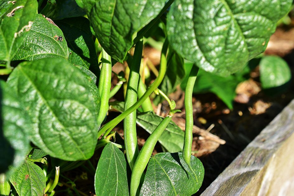 Grow String Beans Early in the Garden – Sara's Kitchen Garden