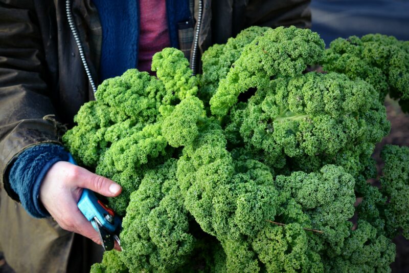 10 Cabbage Varieties and How To Use Them – Sara's Kitchen Garden