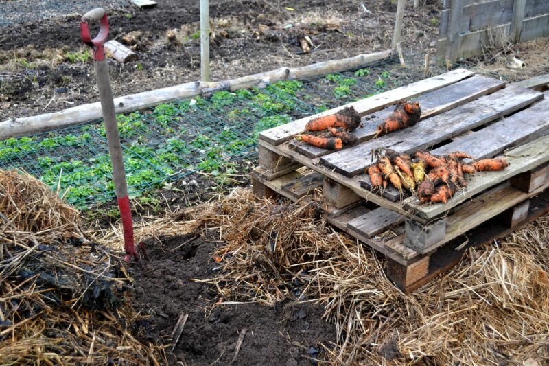 5 Ways to Store Carrots At Home – Sara's Kitchen Garden
