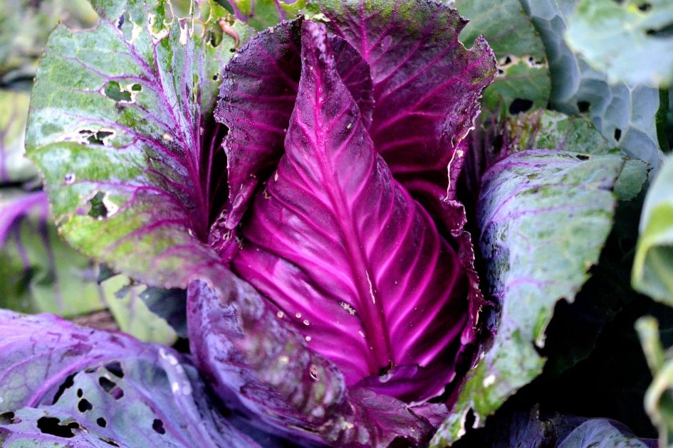 10 Cabbage Varieties and How To Use Them – Sara's Kitchen Garden