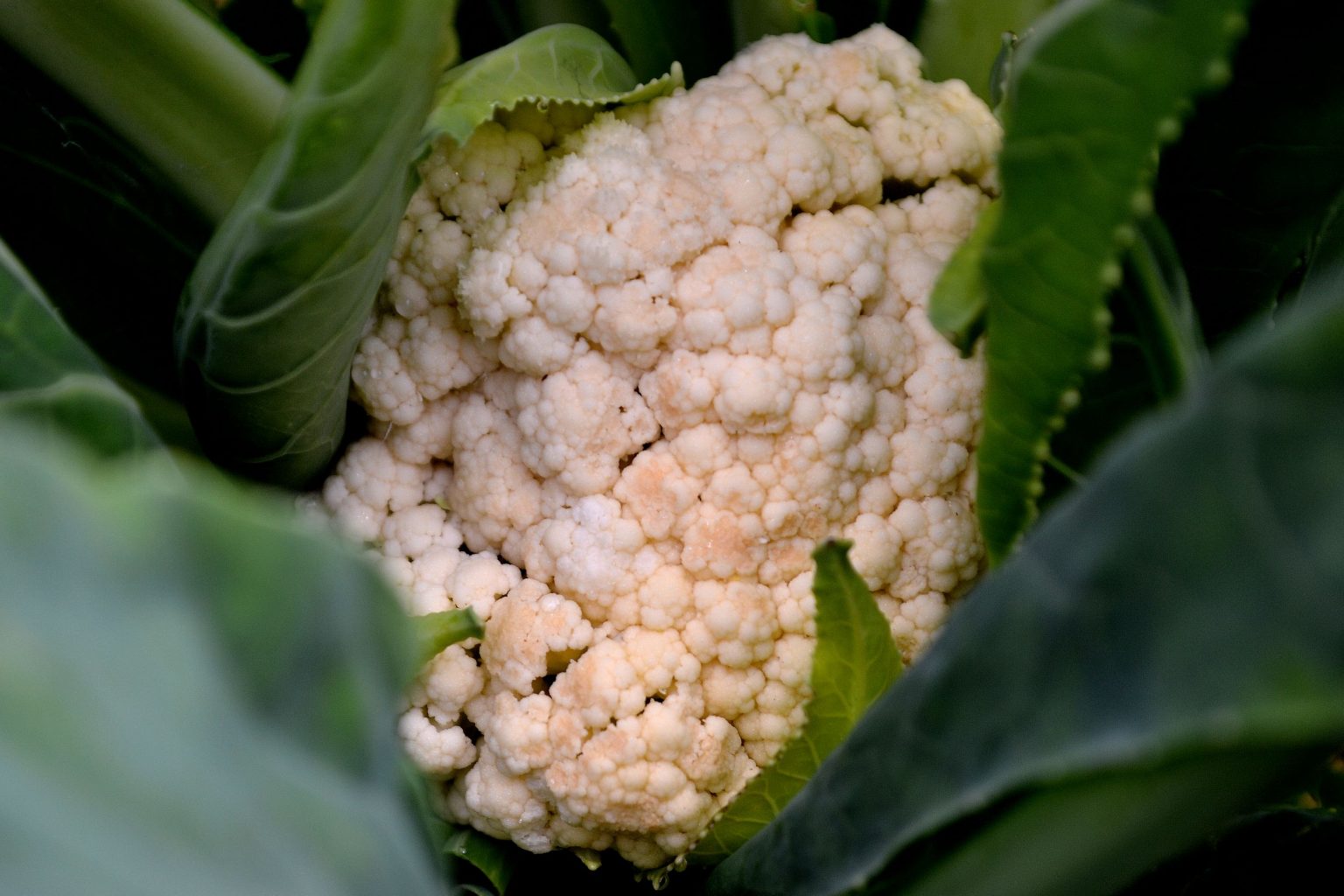 10 Cabbage Varieties and How To Use Them – Sara's Kitchen Garden