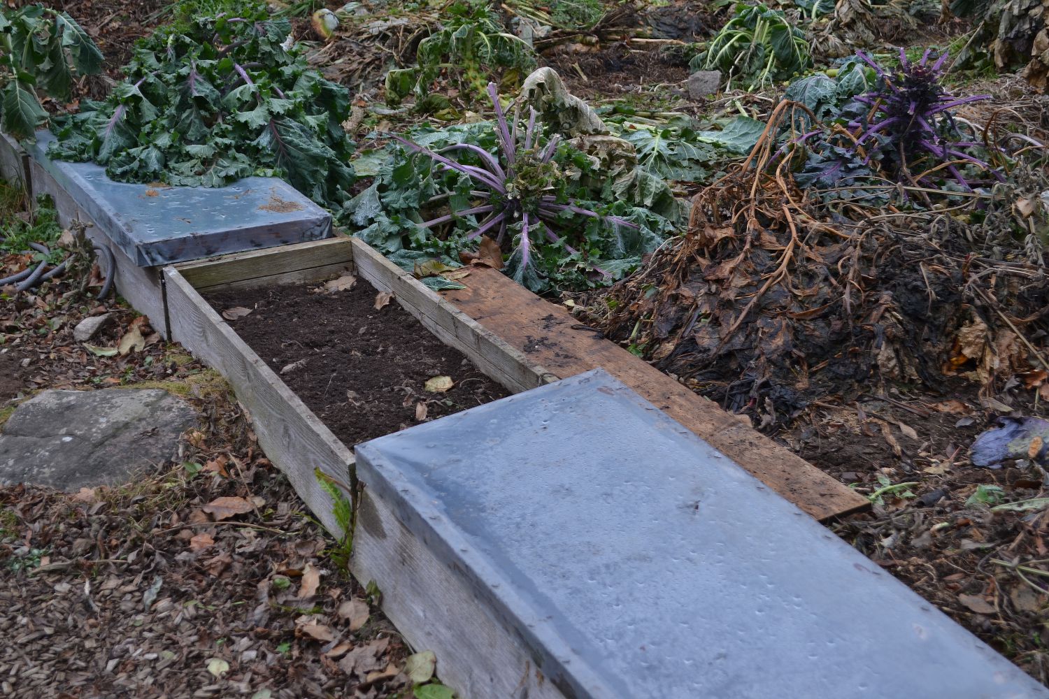 Growing winter vegetables: Guide to winter sowing – Sara's Kitchen Garden