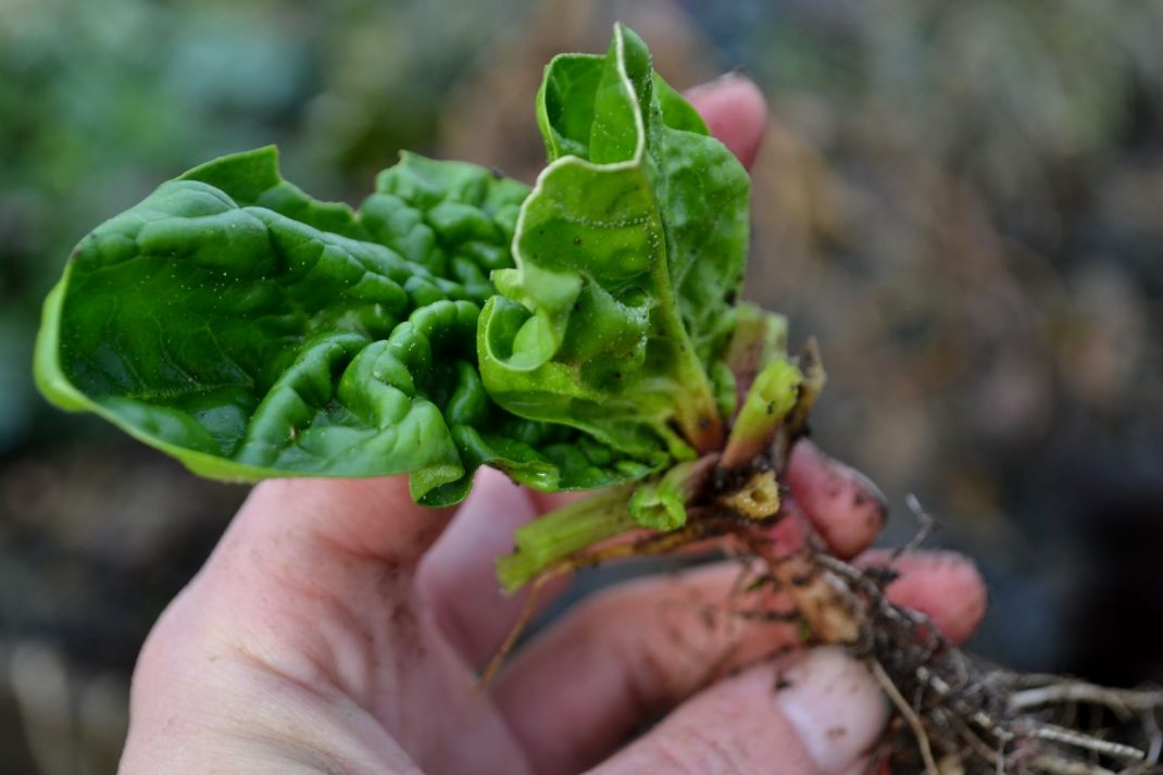 Transplanting spinach for an early harvest – Sara's Kitchen Garden