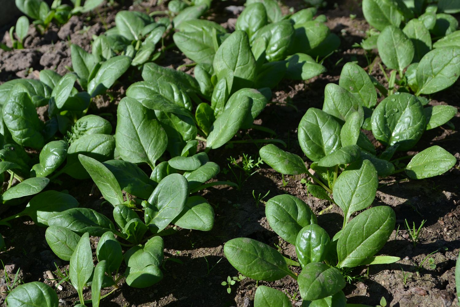 Growing winter vegetables: Guide to winter sowing – Sara's Kitchen Garden