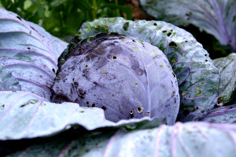 10 Cabbage Varieties and How To Use Them – Sara's Kitchen Garden