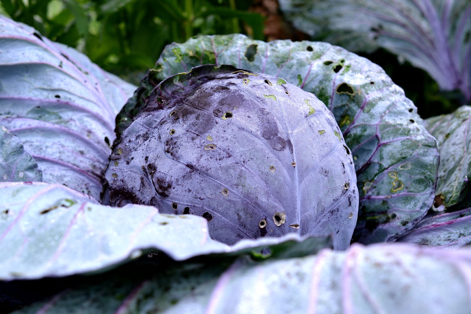 My Lovely Red Cabbage - Sara Bäckmo