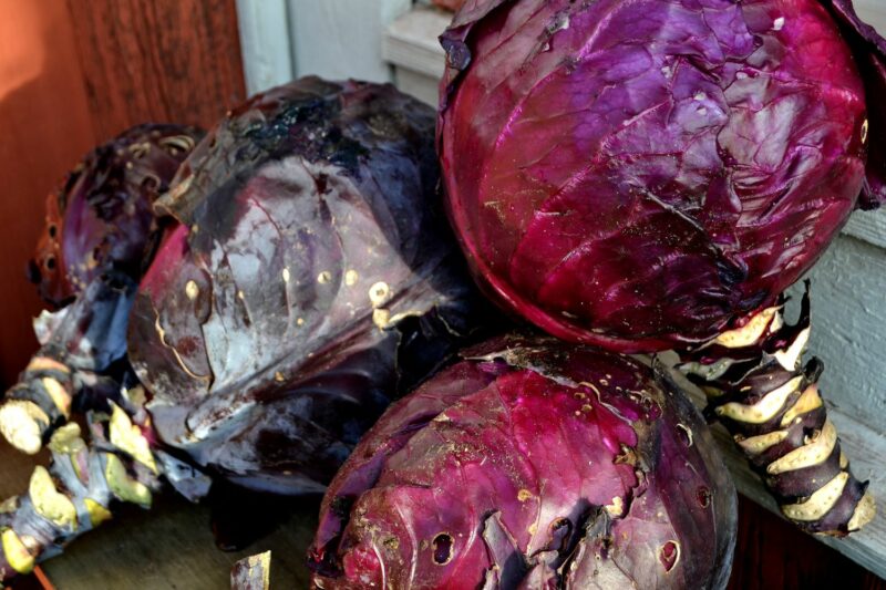 My Lovely Red Cabbage - Sara Bäckmo