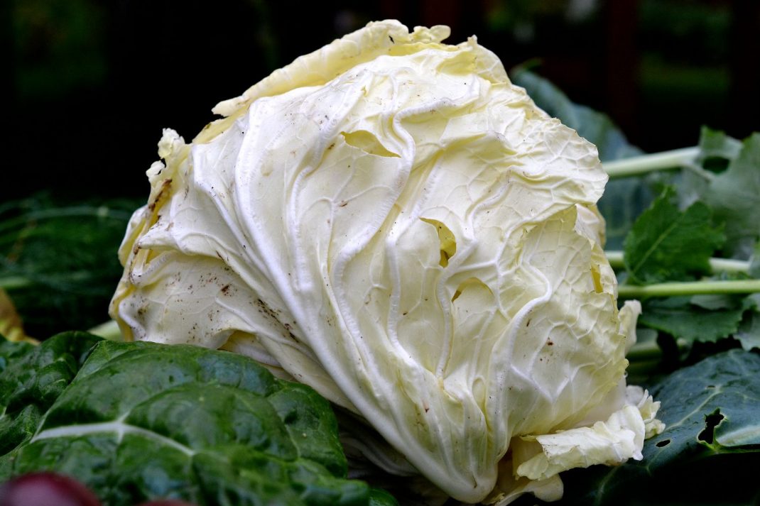 It's All About The Cabbage – Sara's Kitchen Garden