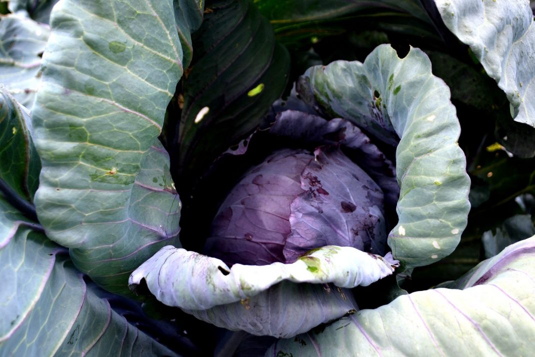 My Lovely Red Cabbage - Sara Bäckmo