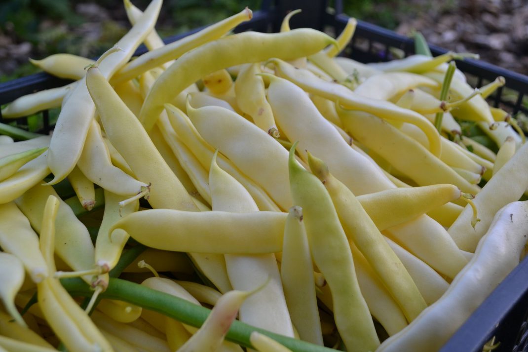 Guide: Planting and growing beans - Sara Bäckmo