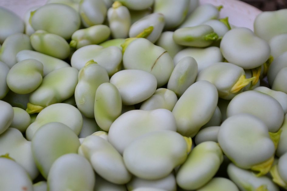 Harvesting fava beans (broad beans) – Sara's Kitchen Garden
