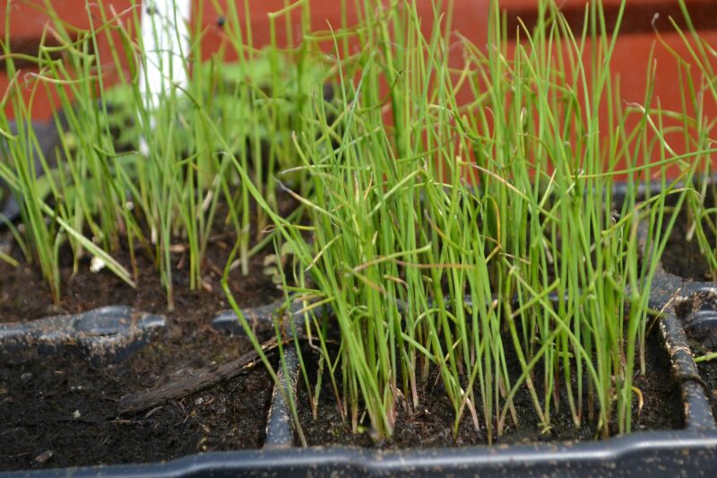Growing alliums from seeds