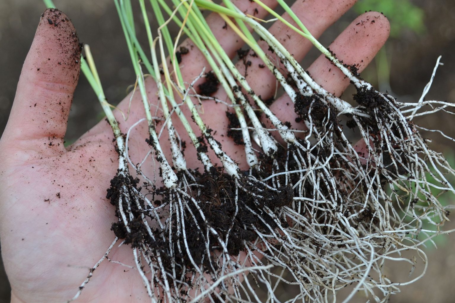Growing alliums from seeds