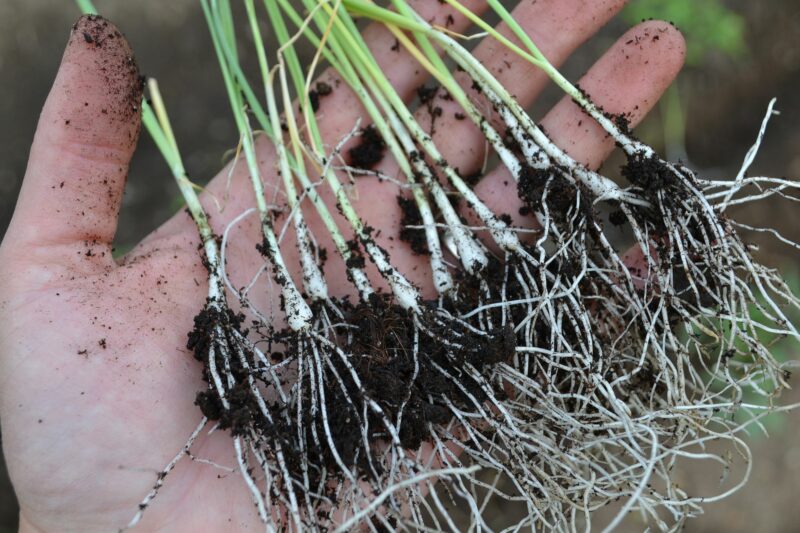 Growing alliums from seeds