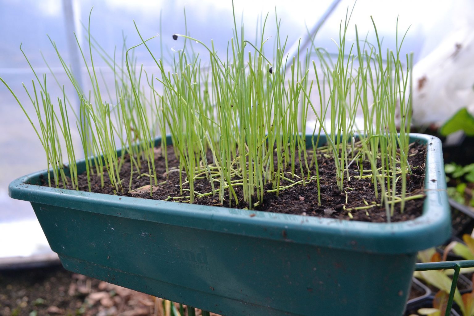Growing alliums from seeds