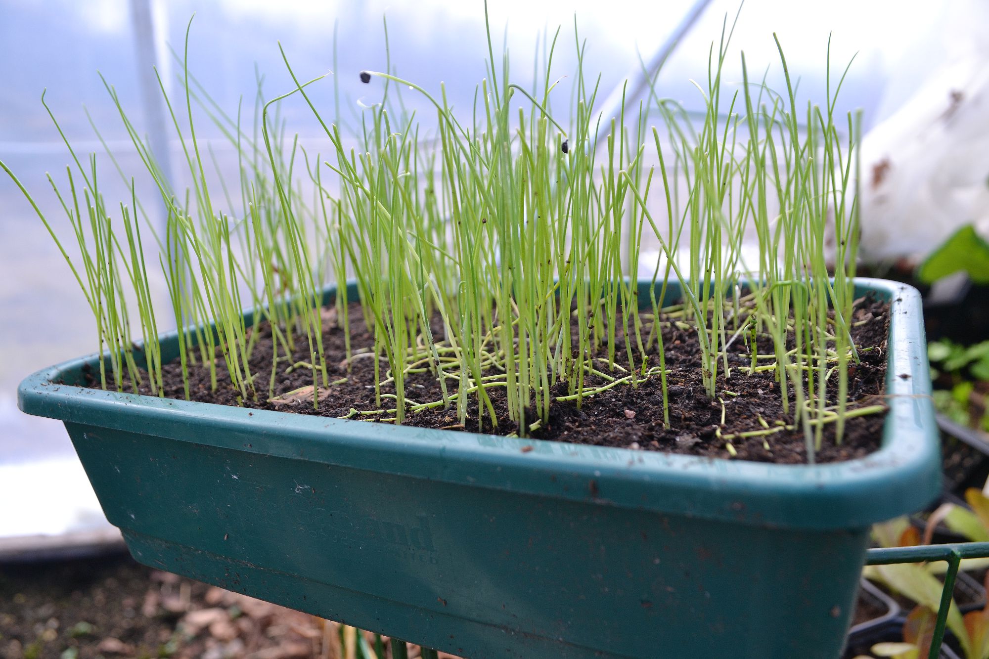 Growing alliums from seeds