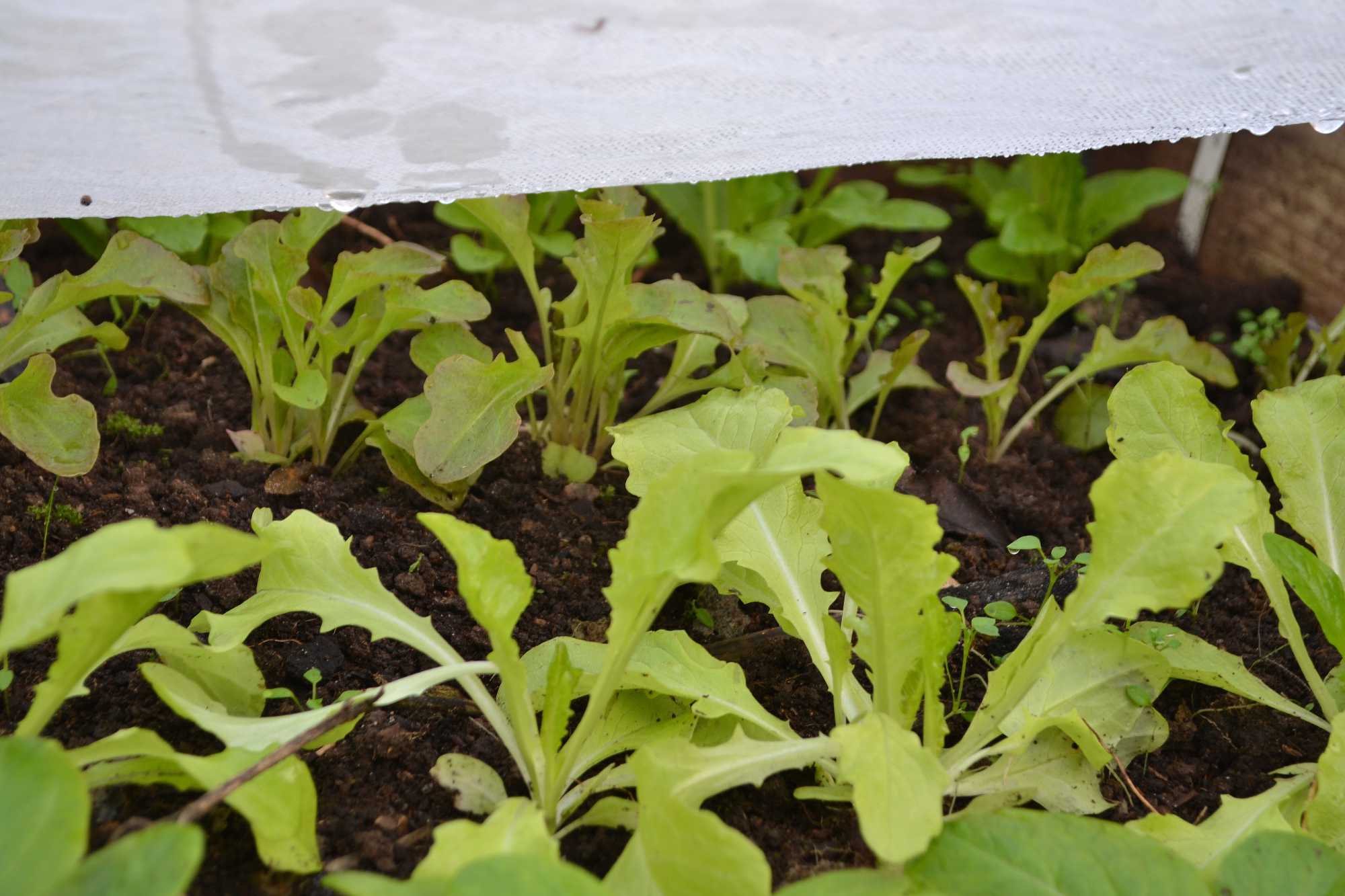 How to: Overwintering lettuce – Sara's Kitchen Garden