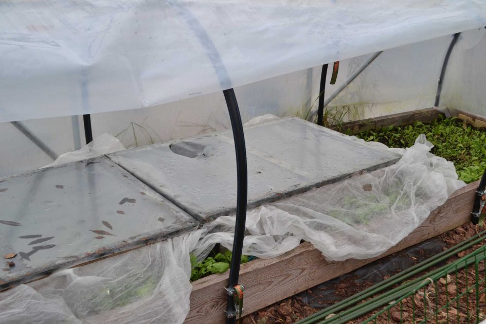 How to: Overwintering lettuce – Sara's Kitchen Garden