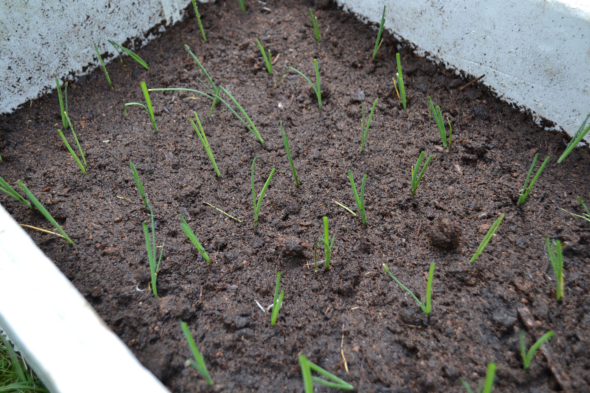 How to grow leek in a foam box – Sara's Kitchen Garden