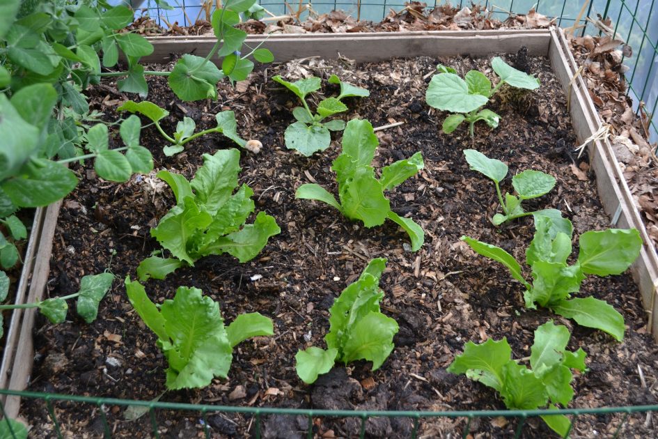 Guide: Iceberg lettuce from sowing to harvest – Sara's Kitchen Garden