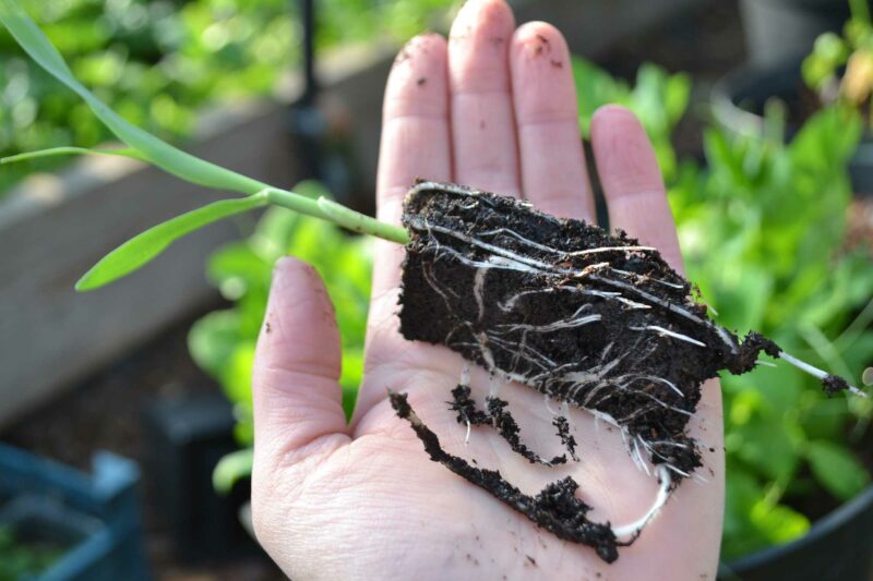 Beginner's Guide to Growing Corn – Sara's Kitchen Garden