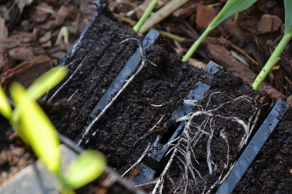 How to: Planting corn outside – Sara's Kitchen Garden