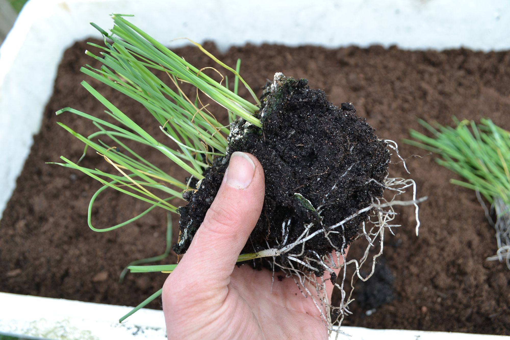How to grow leek in a foam box – Sara's Kitchen Garden