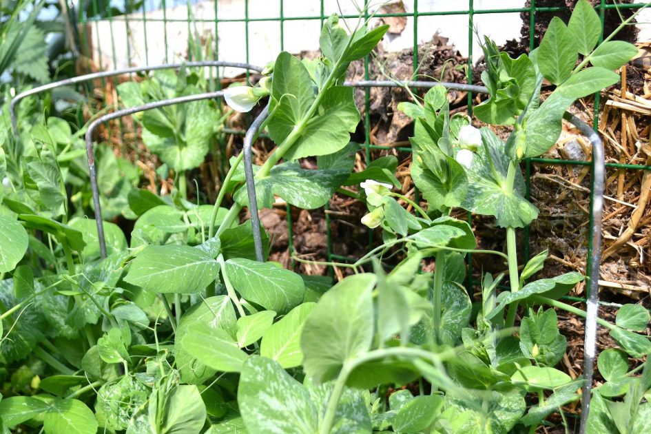 How to: Growing snow peas in pots – Sara's Kitchen Garden