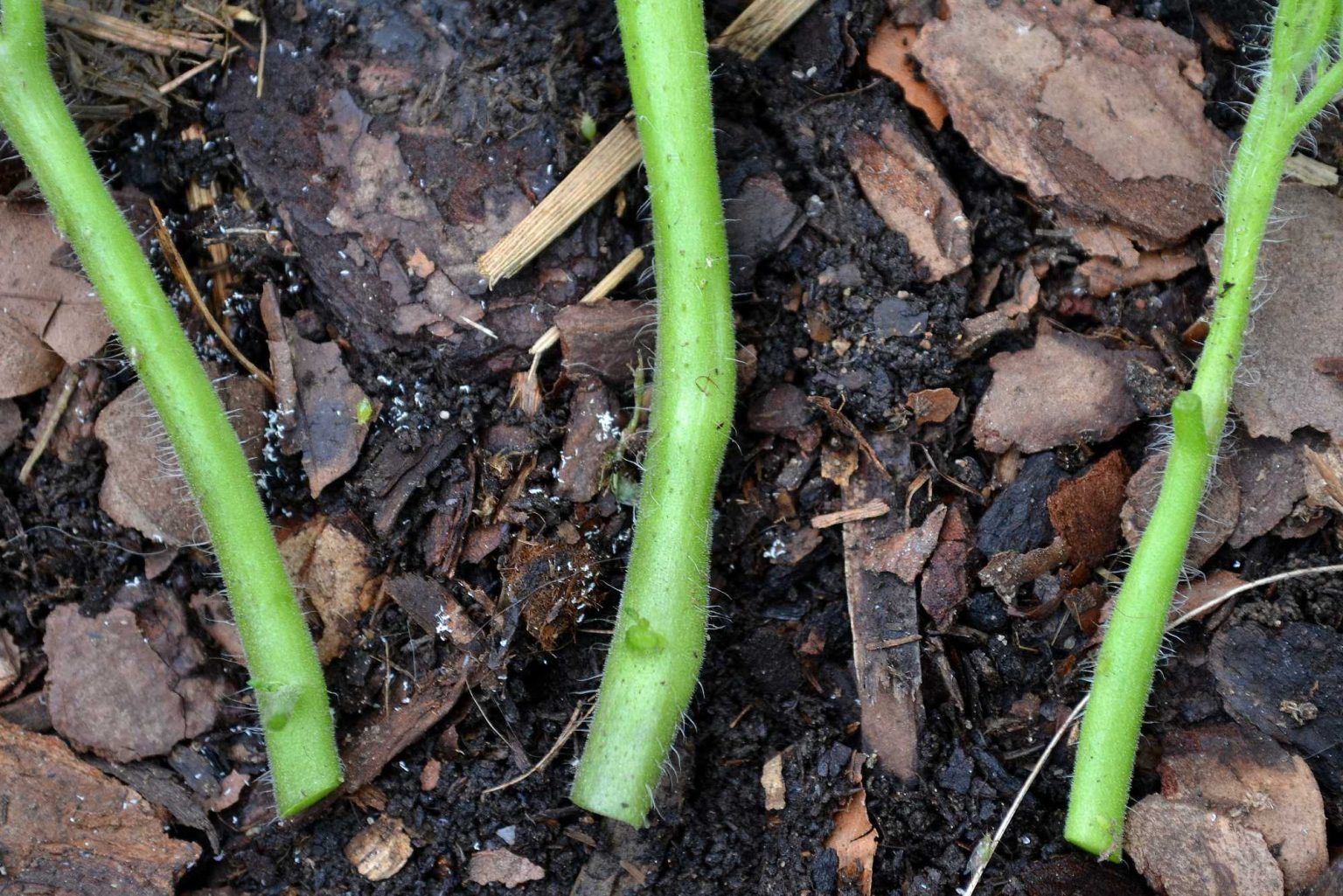How to plant tomato suckers – Sara at Skillnaden's