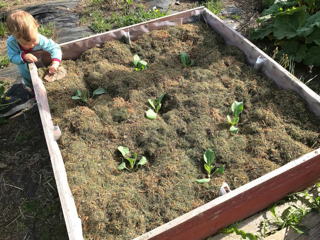 Garden DIY: Storing grass clippings – Sara's Kitchen Garden