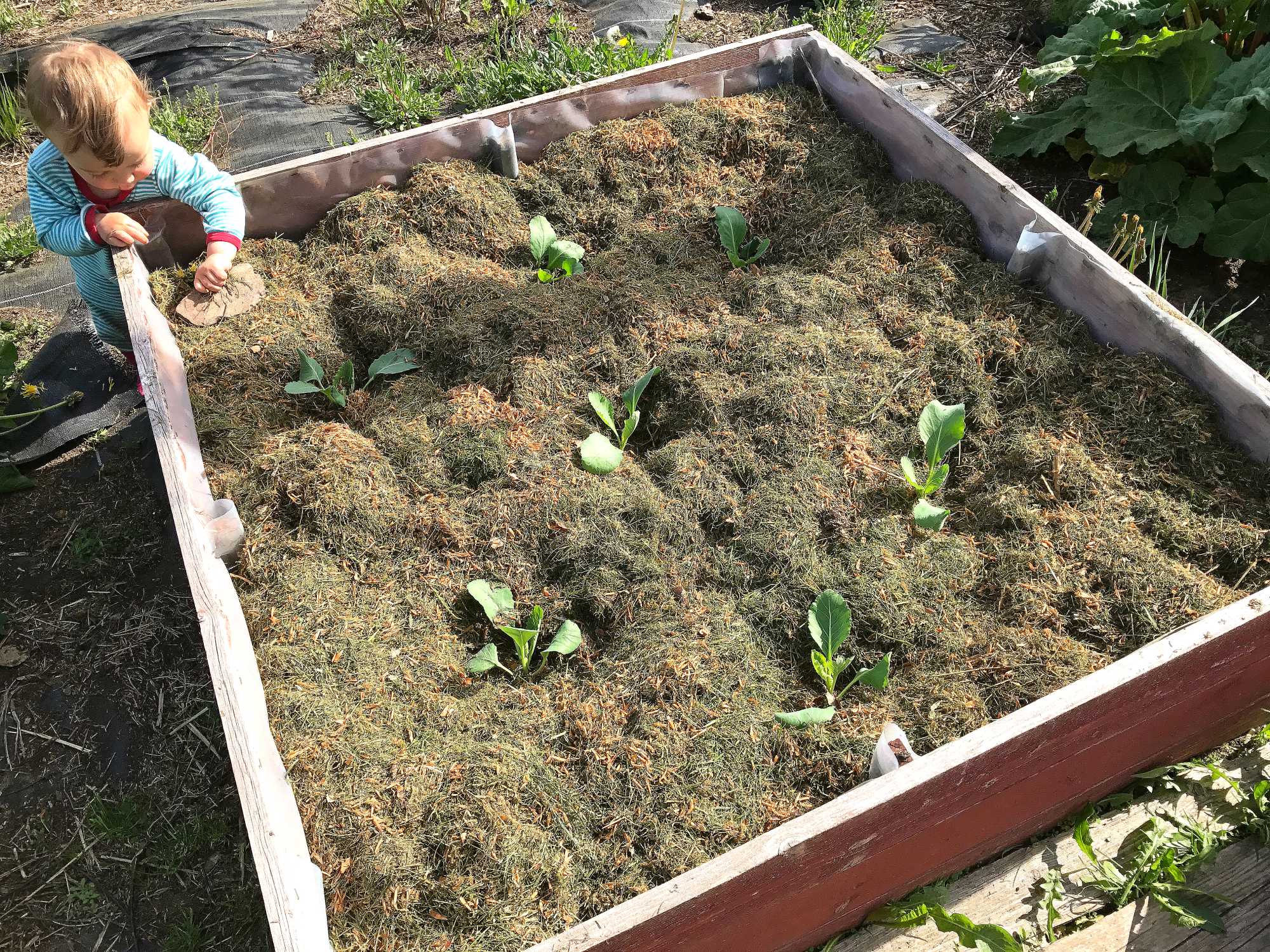 Garden DIY: Storing grass clippings – Sara's Kitchen Garden