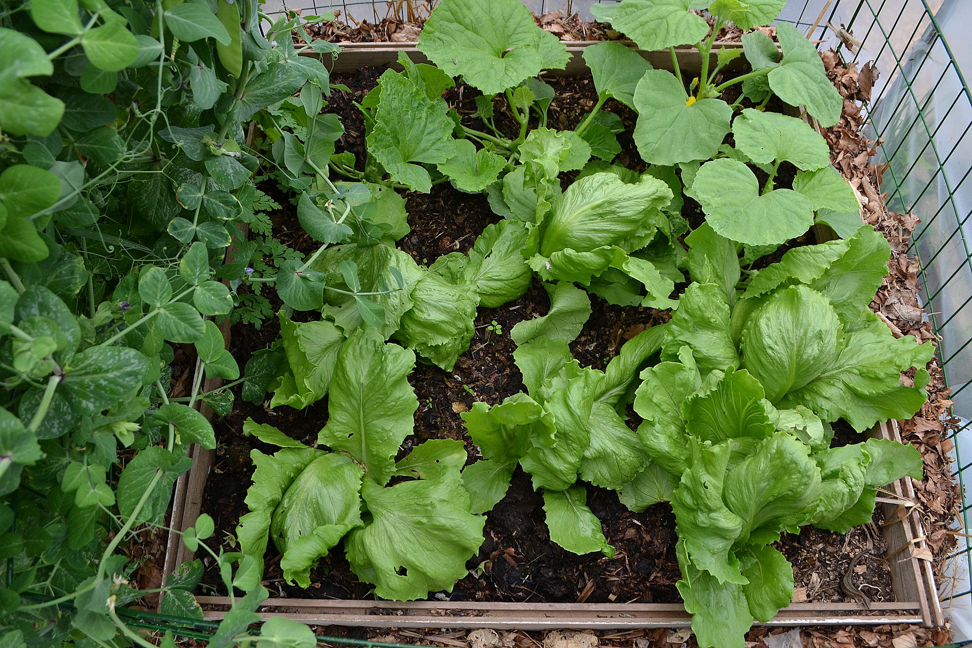 Guide: Iceberg lettuce from sowing to harvest – Sara's Kitchen Garden