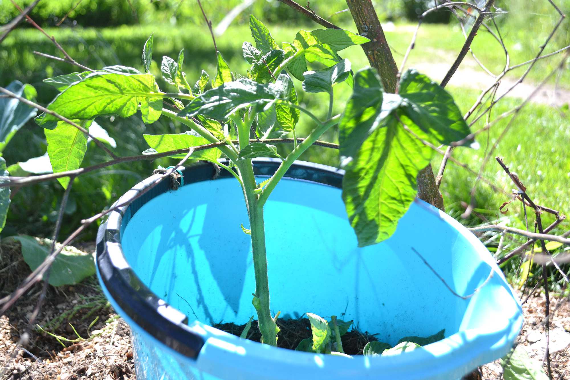 Cutting, pinching off and pruning tomatoes – Sara at Skillnaden's