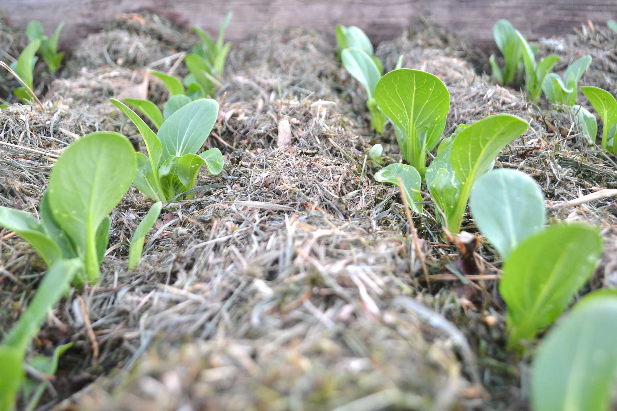 How to grow baby bok choy (pak choi) – Sara's Kitchen Garden