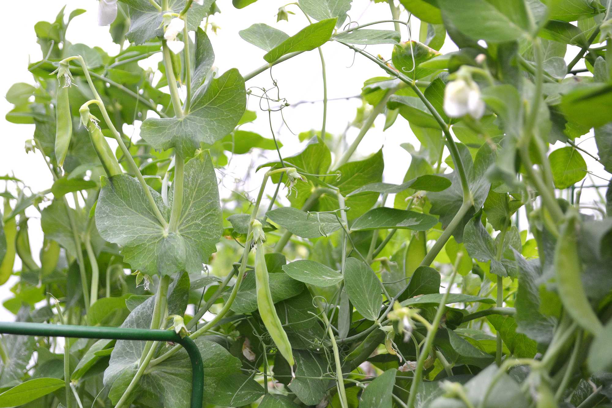 Beginner's tip: Harvest snow peas often – Sara's Kitchen Garden