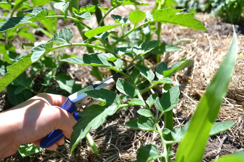 Cutting, pinching off and pruning tomatoes – Sara at Skillnaden's