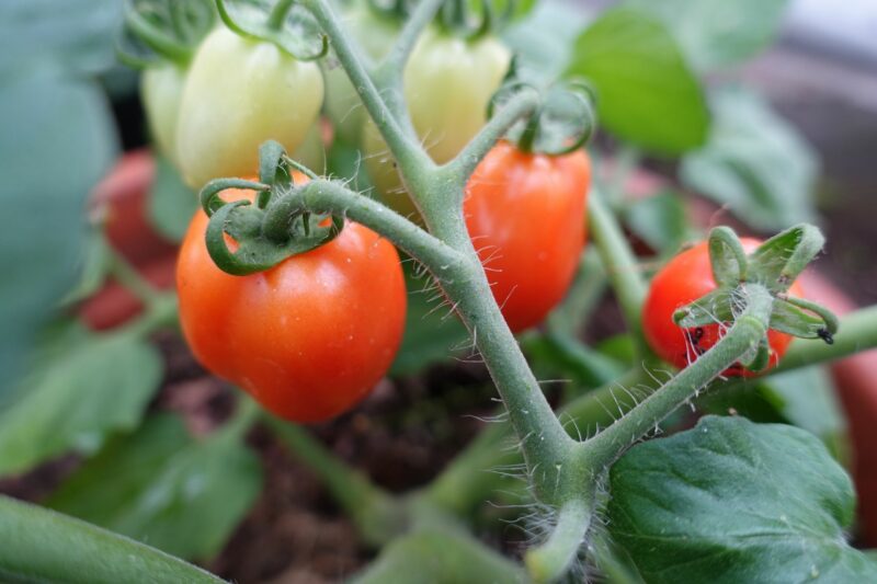 How To Winter-Sow Tomatoes – Sara's Kitchen Garden