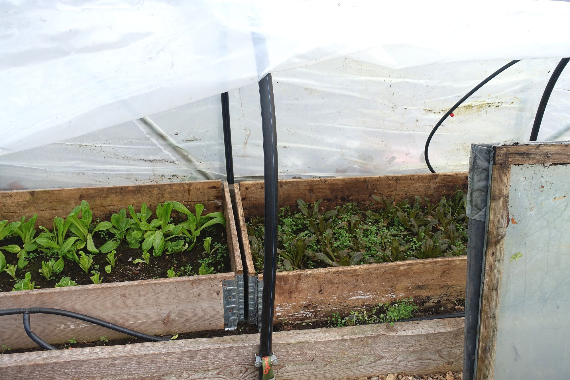 Polytunnel Ventilation: How and When? – Sara's Kitchen Garden