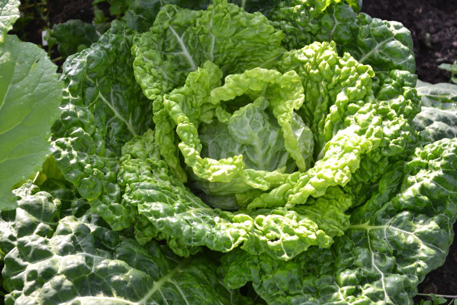 10 Cabbage Varieties and How To Use Them – Sara's Kitchen Garden