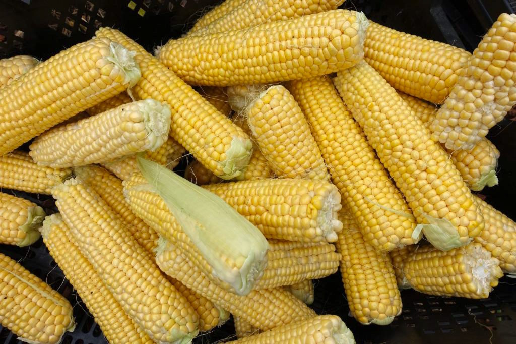 Beginner's Guide to Growing Corn – Sara's Kitchen Garden