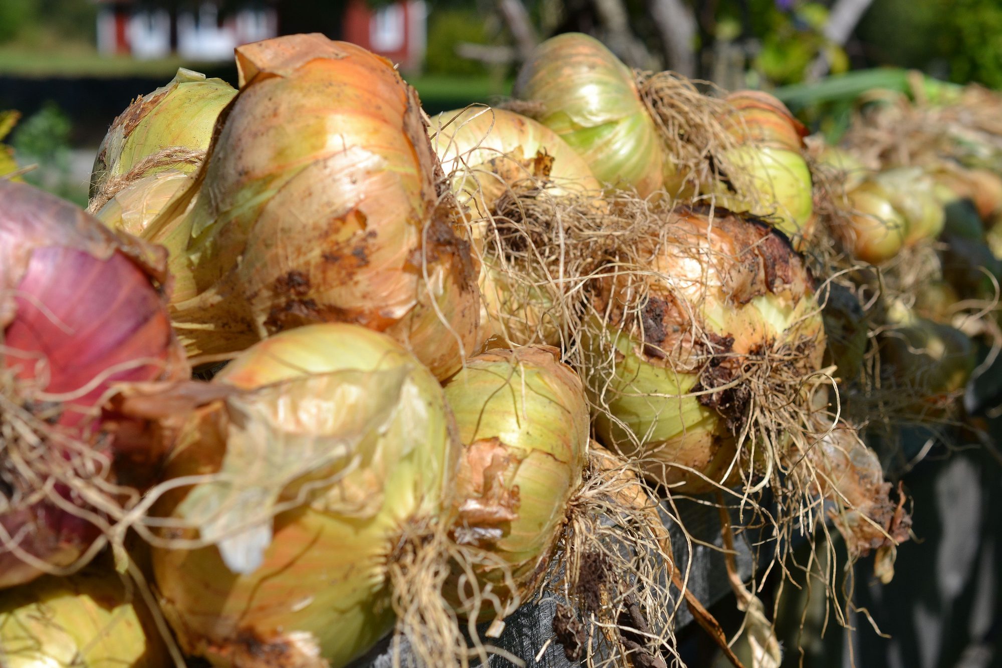 How to Store Onions at Home - Sara's Kitchen Garden