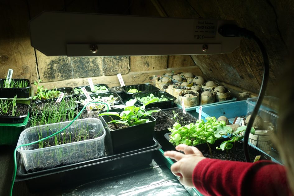Chitting potatoes indoors – Sara's Kitchen Garden