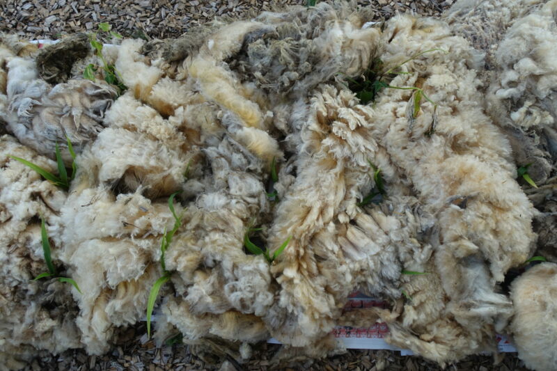 Mulching with wool in my garden – Sara's Kitchen Garden