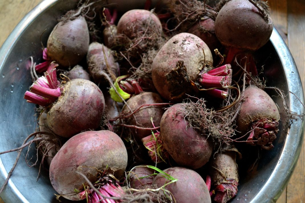 My 28 best harvesting tips – Sara's Kitchen Garden